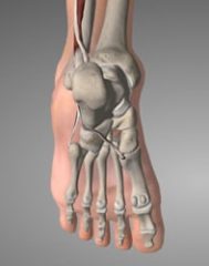 Lesione dei tendini peronieri | Massimo Drommi